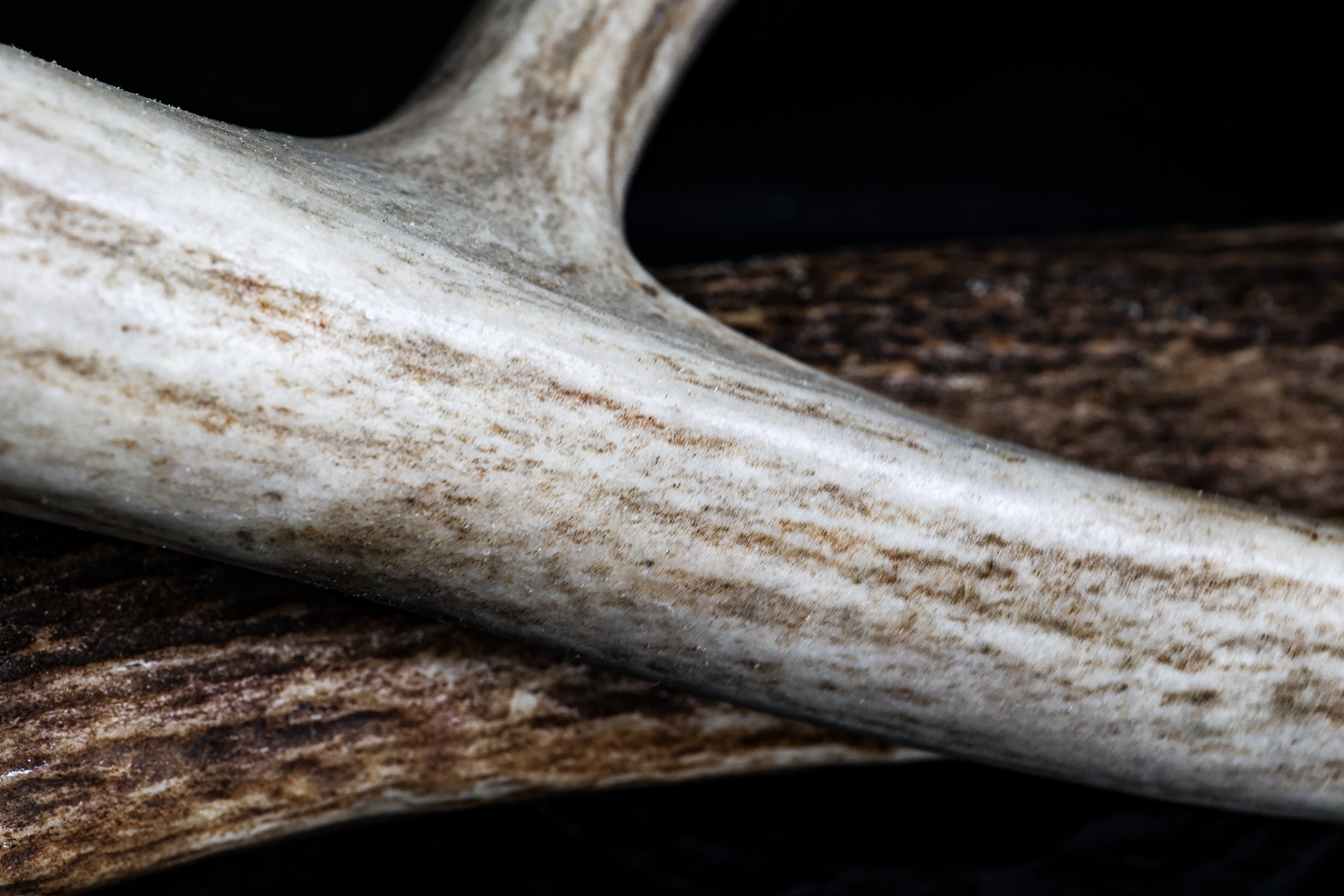 Shop Antler Rings | Unique Antler Wedding Bands | Thorum